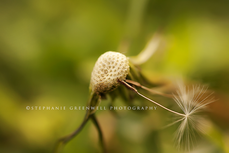 {Personal} Dandelion, Before and After the Bloom | Photographer in ...